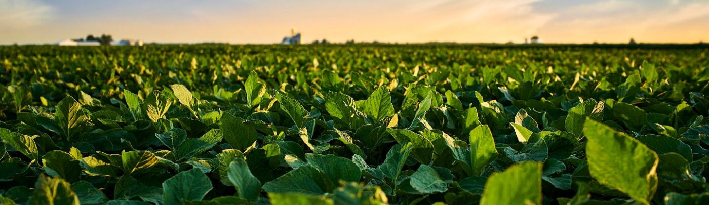 Harvest Aid Products for Soybeans - Roundup Ready Xtend® Technology