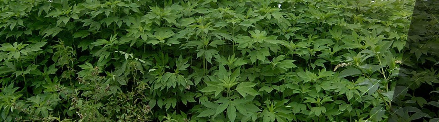 Weed Watch: Giant Ragweed - Roundup Ready Xtend® Technology