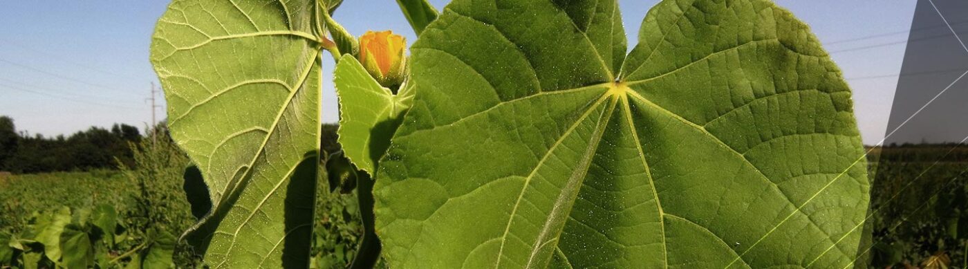 Weed Watch: Velvetleaf - Roundup Ready Xtend® Technology
